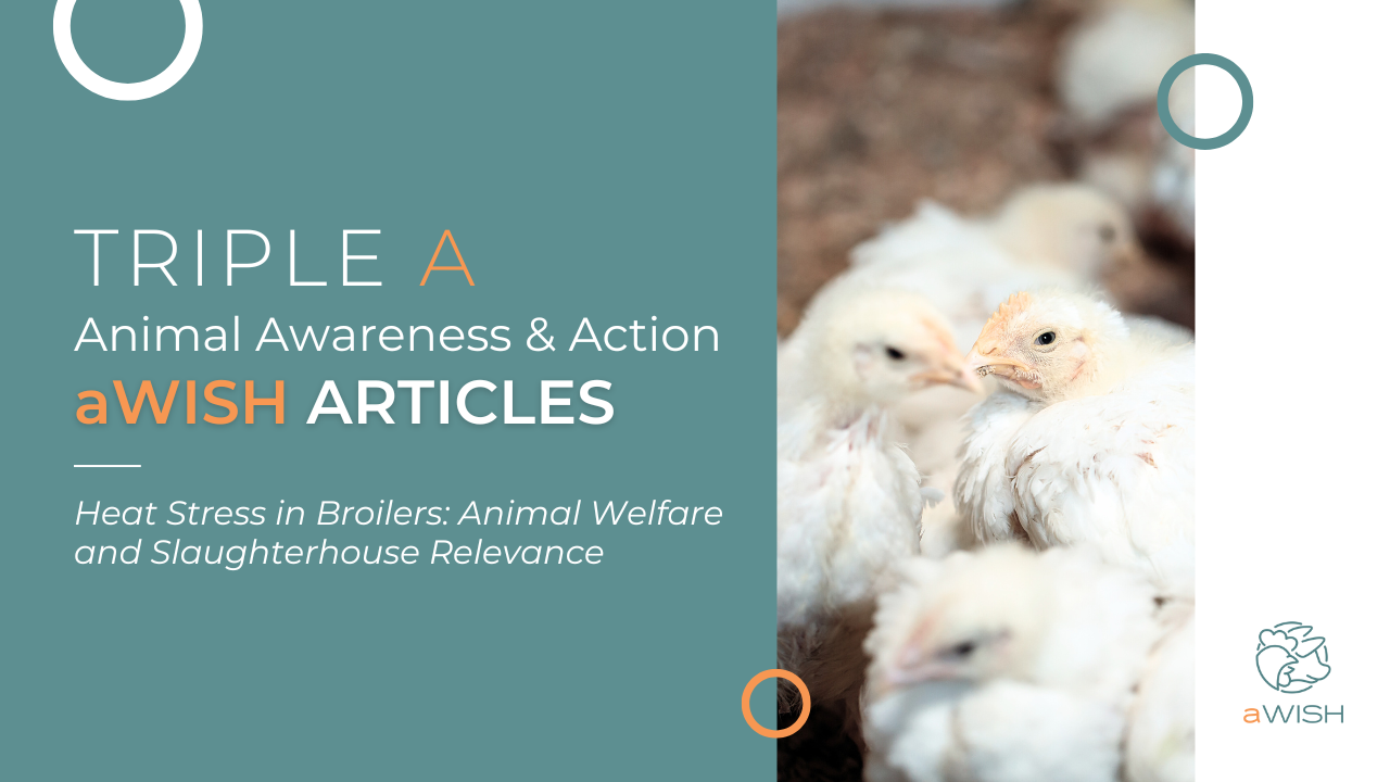 TRIPLE A: Animal Awareness & Action | aWISH Articles - aWISH